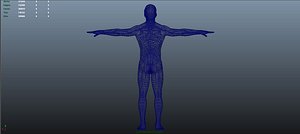 3D Neuroanatomy Models | TurboSquid