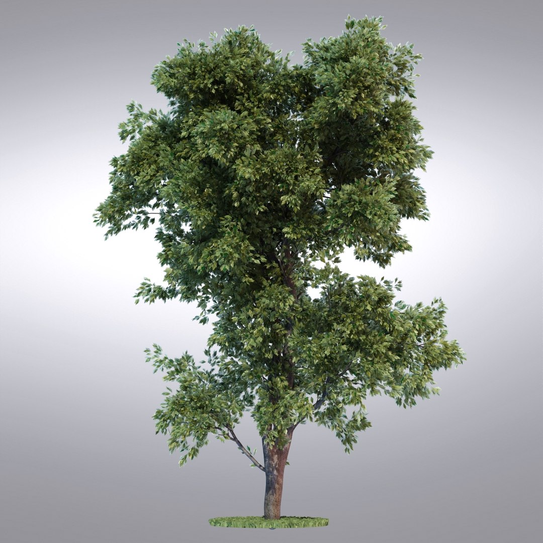 Hi Realistic Series Tree 3d Model
