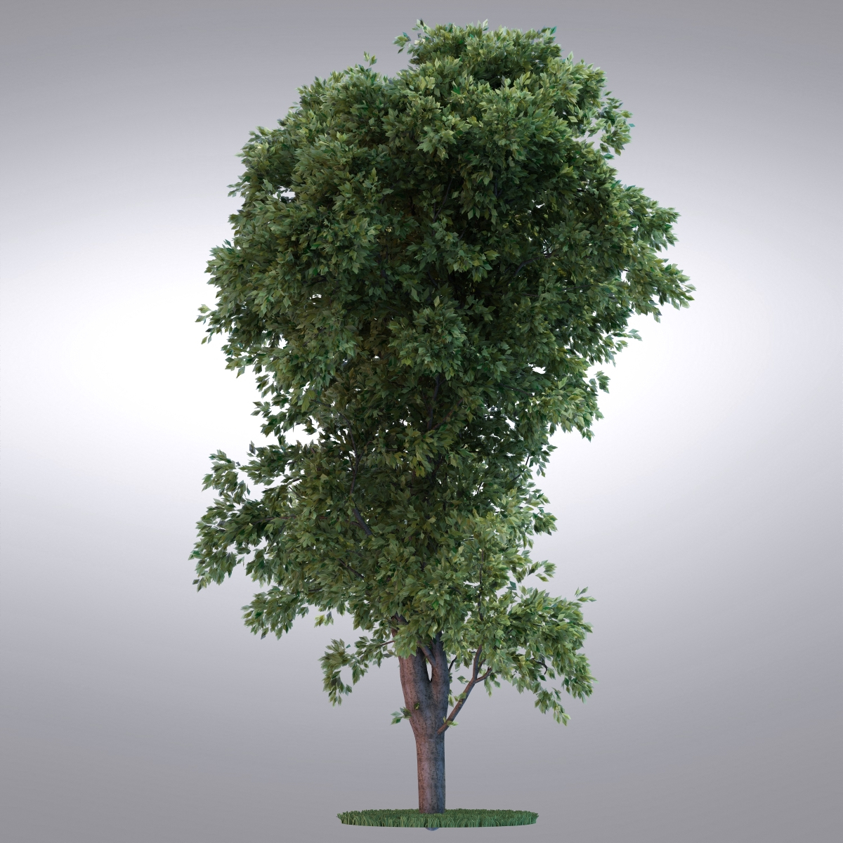 hi realistic series tree 3d model
