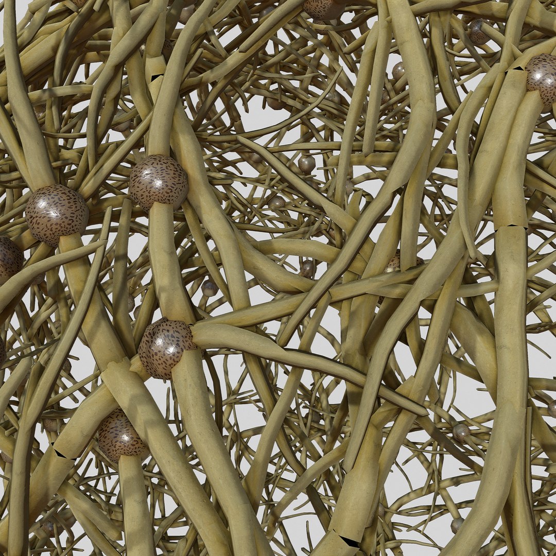 Tumbleweed Stylized 3D Model - TurboSquid 1852225