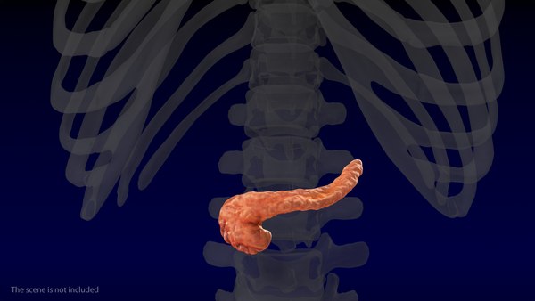Human pancreas model - TurboSquid 1469285