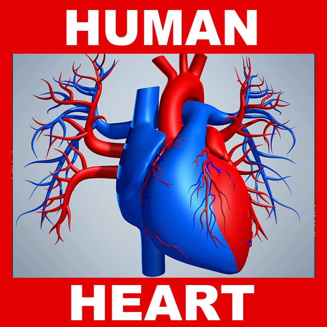Human Heart Max