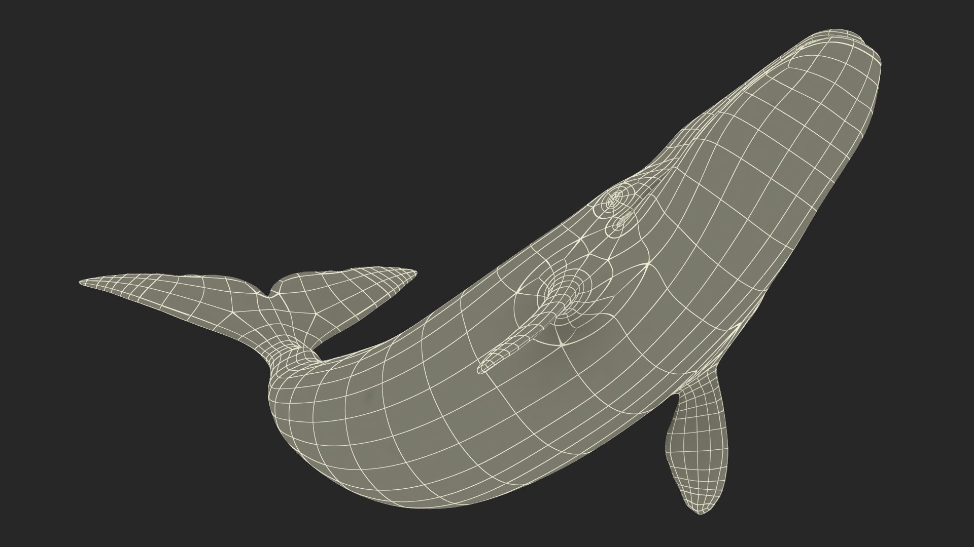 Bowhead Whale Swimming Pose Fur model - TurboSquid 2113323