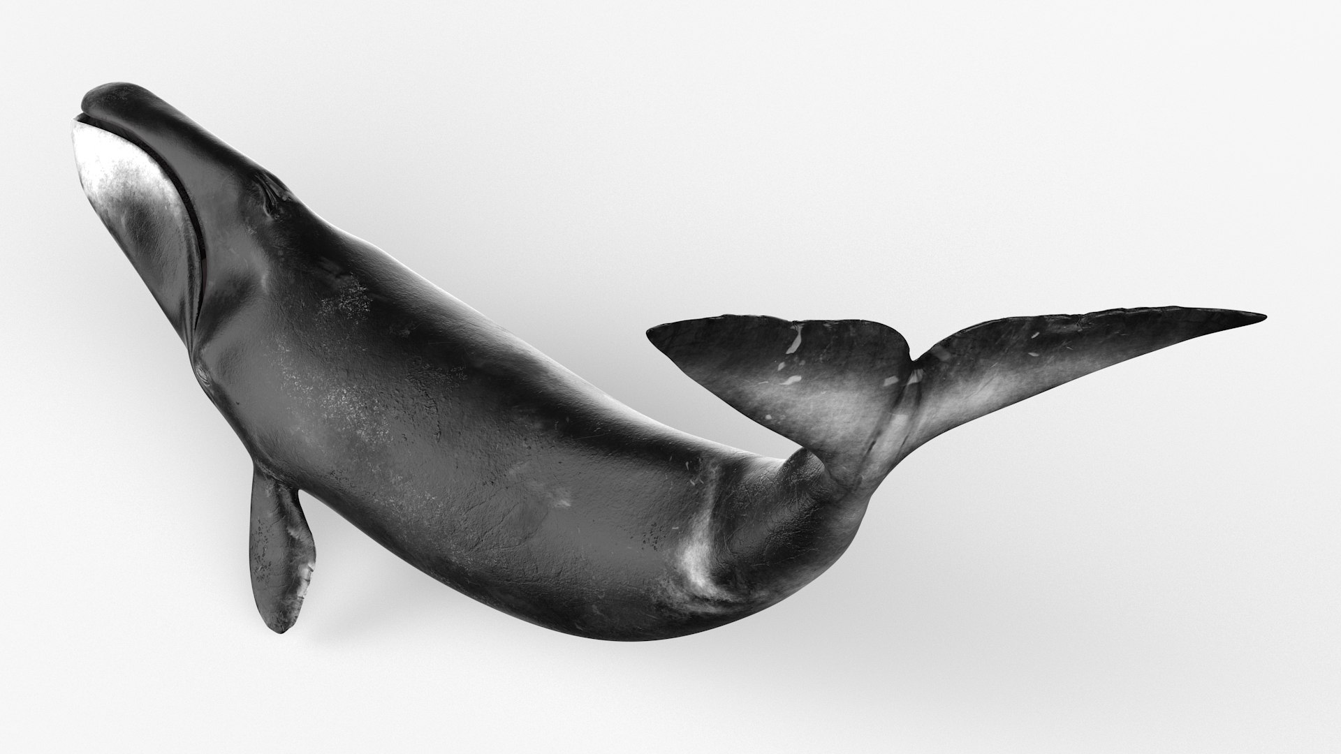 Bowhead Whale Swimming Pose Fur model - TurboSquid 2113323