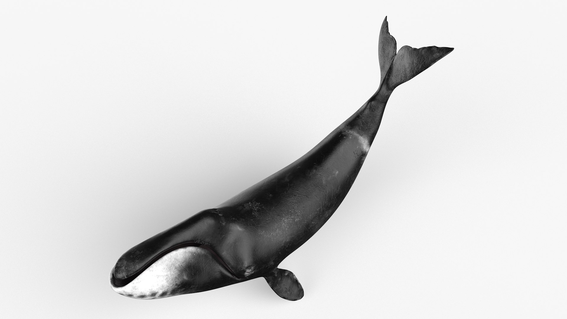 Bowhead Whale Swimming Pose Fur model - TurboSquid 2113323