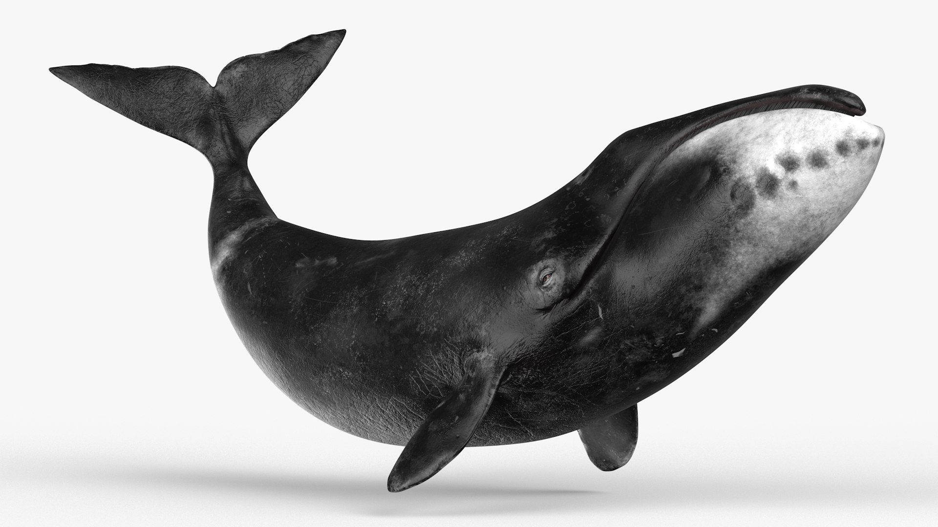 Bowhead Whale Swimming Pose Fur model - TurboSquid 2113323