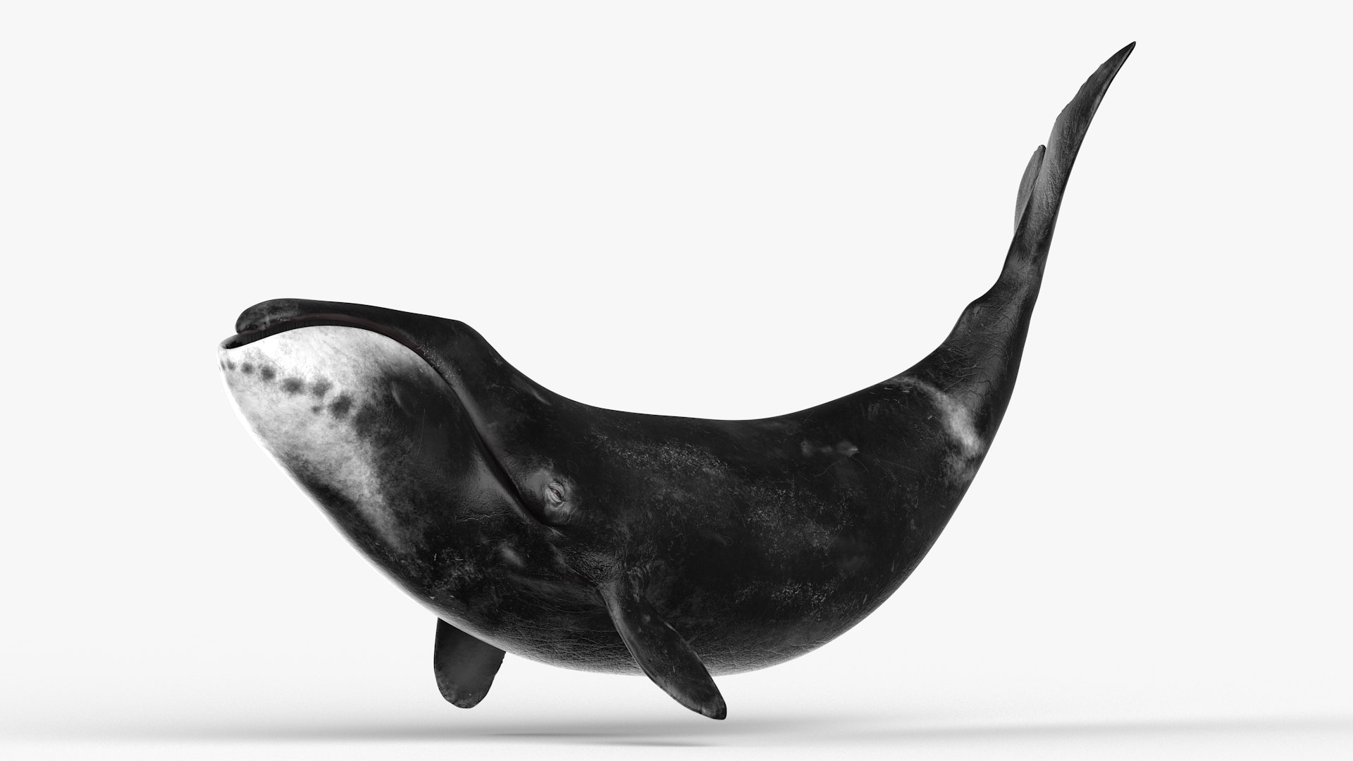 Bowhead Whale Swimming Pose Fur model - TurboSquid 2113323