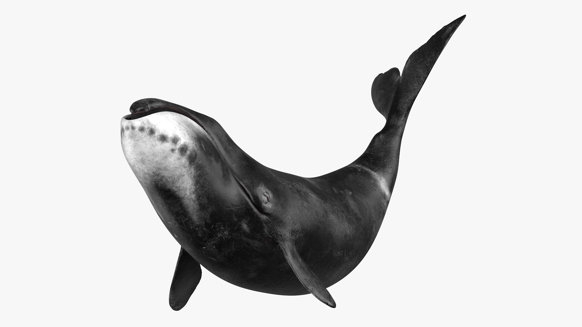 Bowhead Whale Swimming Pose Fur model - TurboSquid 2113323