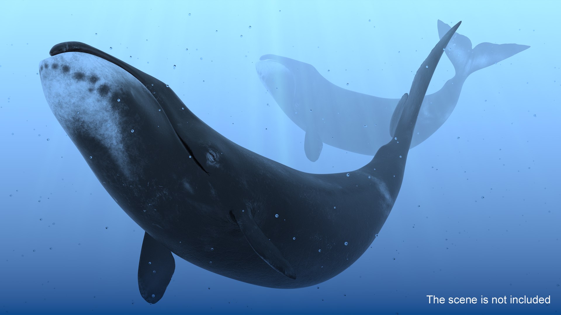 Bowhead Whale Swimming Pose Fur model - TurboSquid 2113323