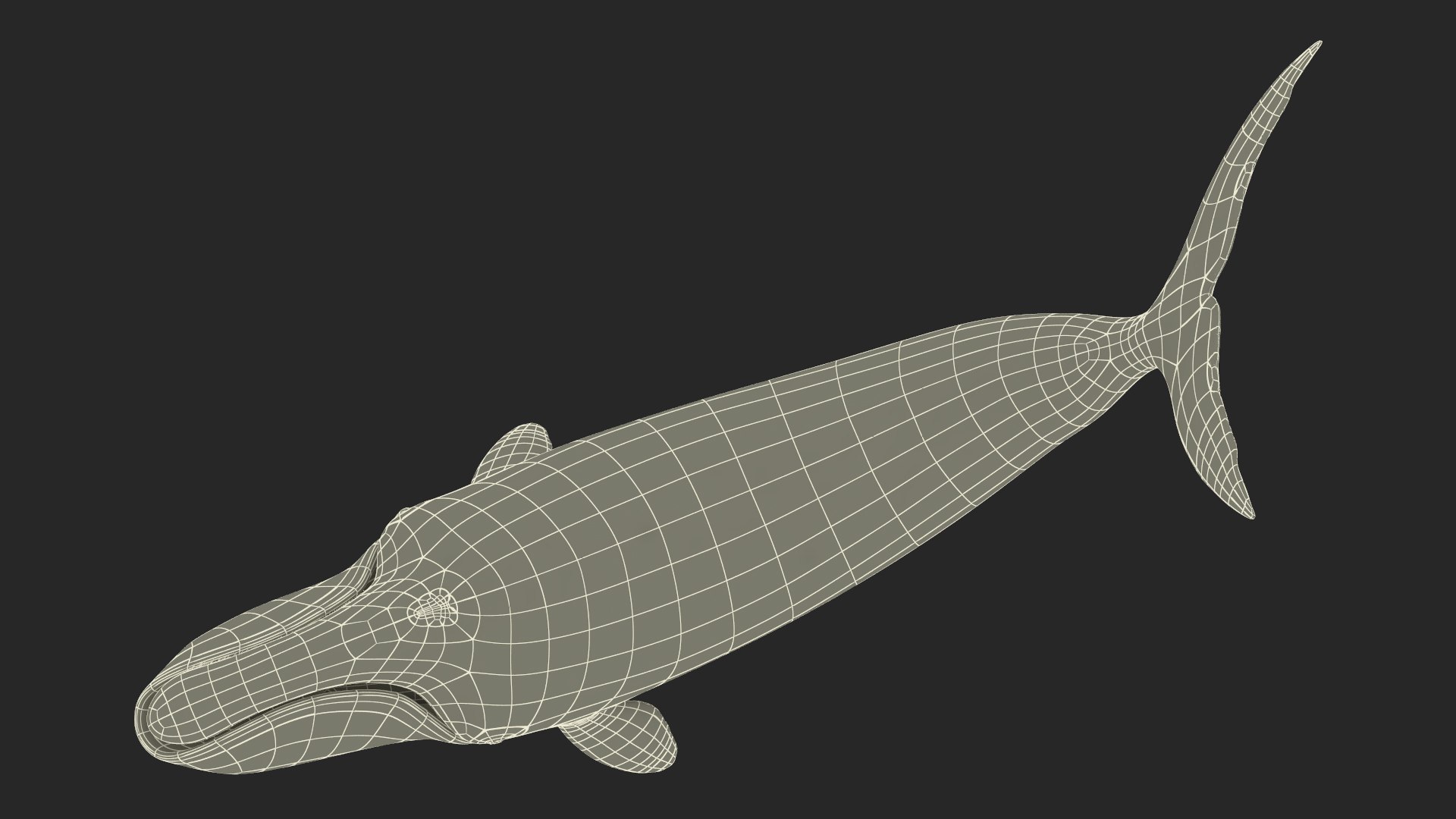 Bowhead Whale Swimming Pose Fur model - TurboSquid 2113323