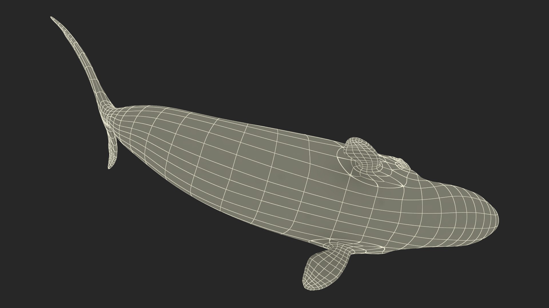 Bowhead Whale Swimming Pose Fur model - TurboSquid 2113323