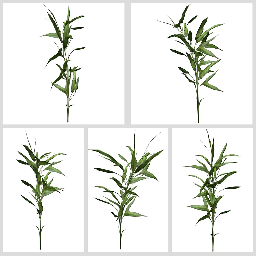 3D Switch Cane Plant Collection - TurboSquid 2378488