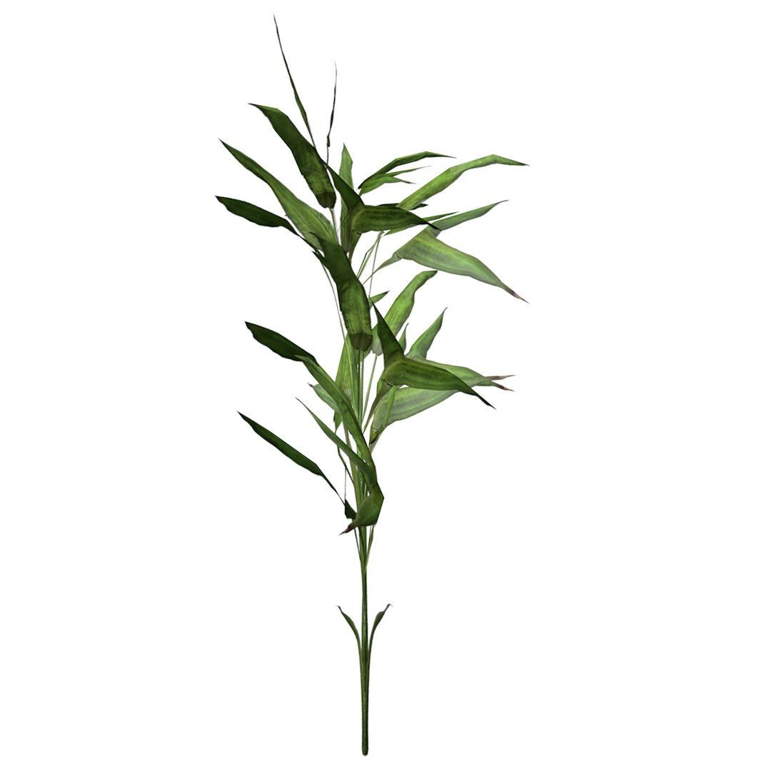 3D Switch Cane Plant Collection - TurboSquid 2378488