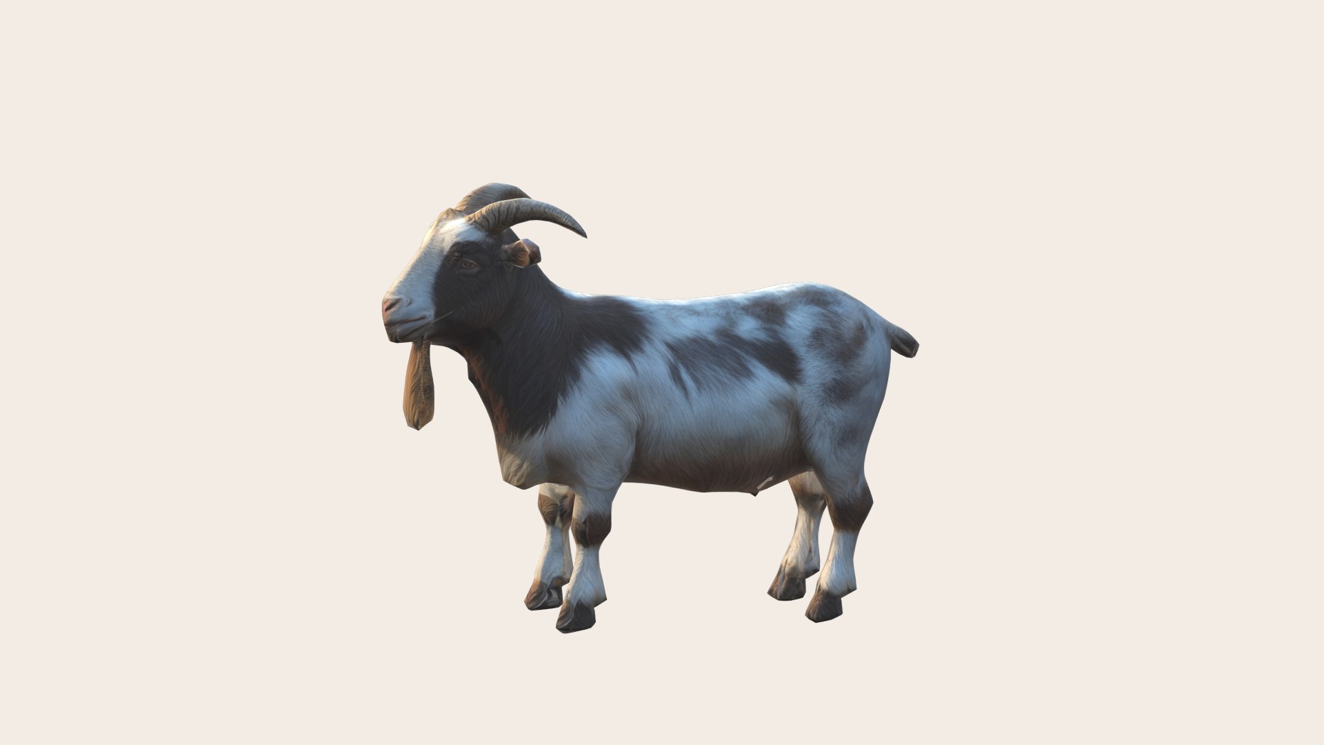 3D Model Goat - TurboSquid 2218988