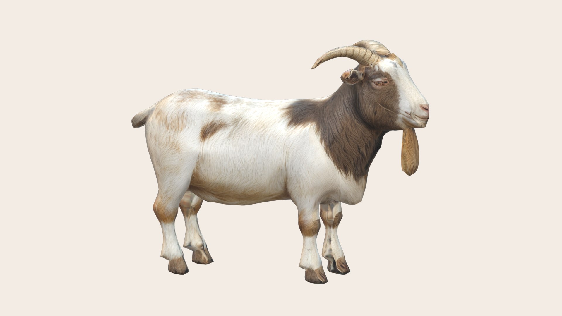 3D Model Goat - TurboSquid 2218988