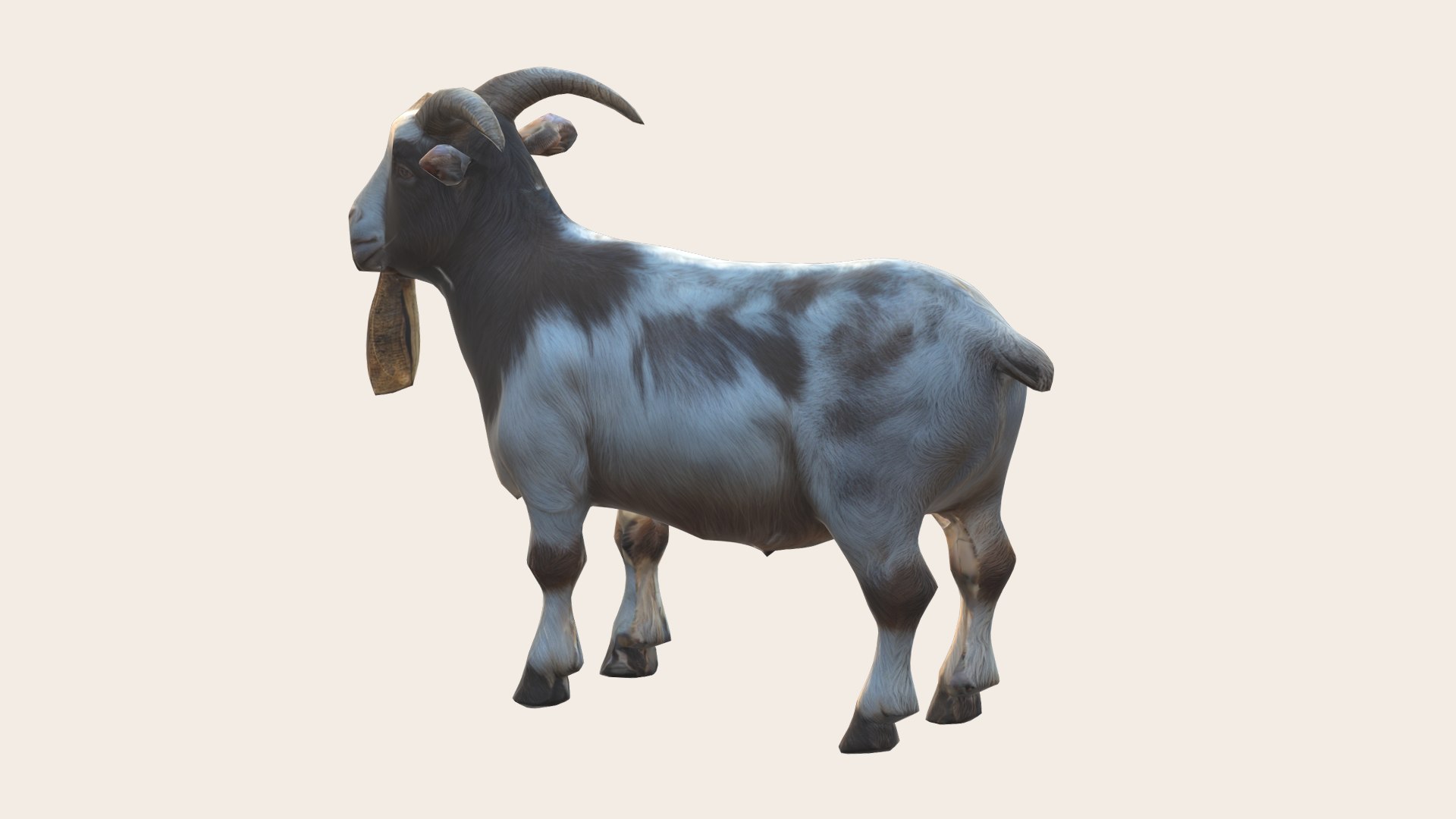3D Model Goat - TurboSquid 2218988