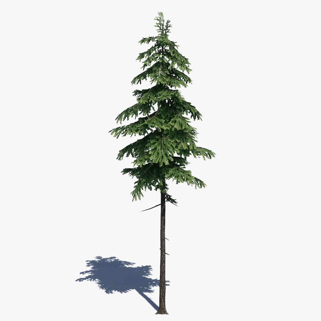 3D Pine Tree Pack - TurboSquid 1205923