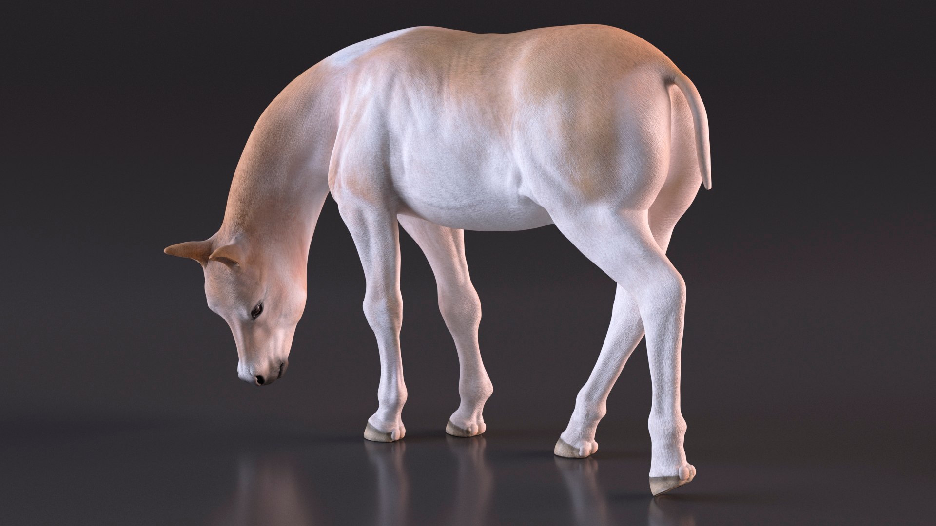 Shetland Pony In Grazing Pose 3D Model - TurboSquid 2239729
