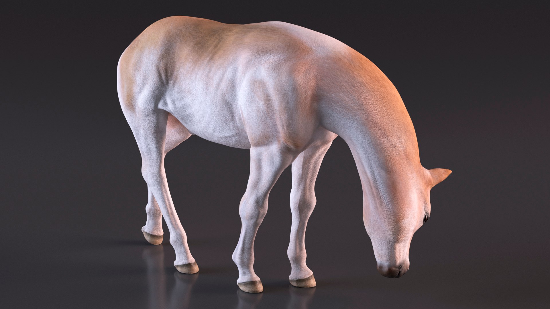 Shetland Pony In Grazing Pose 3D Model - TurboSquid 2239729
