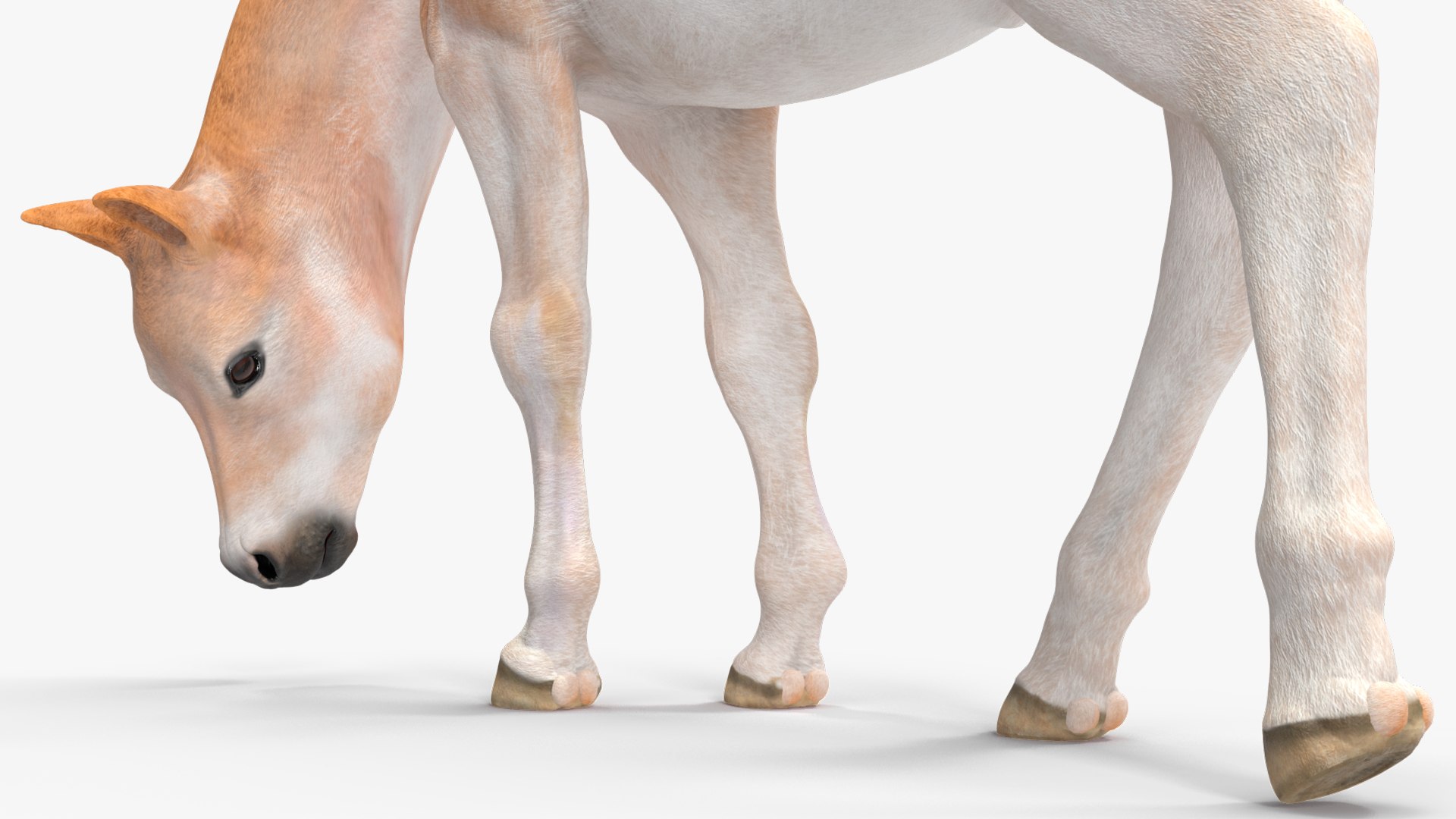 Shetland Pony In Grazing Pose 3D Model - TurboSquid 2239729