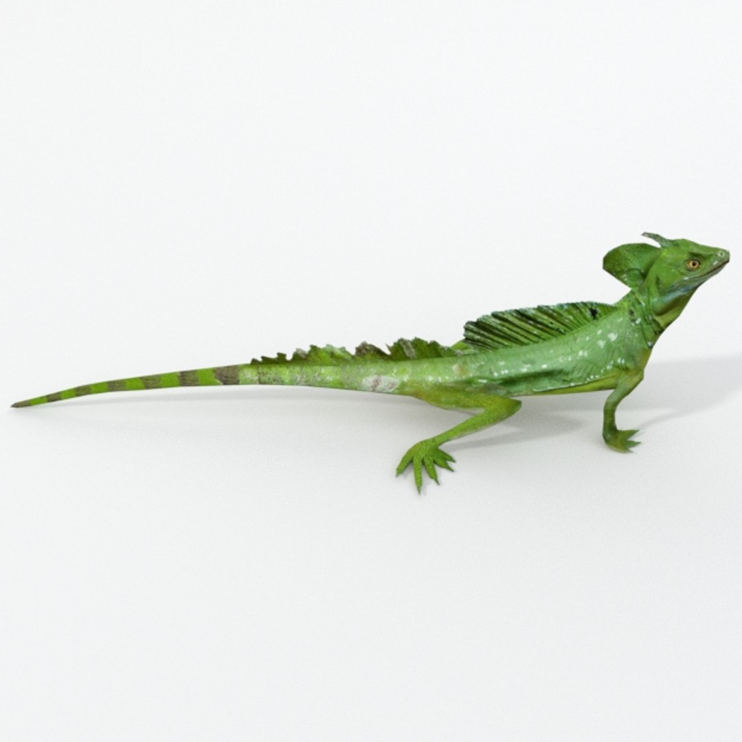 3D Common Basilisk - TurboSquid 1364354