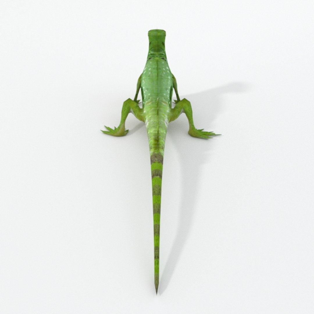 3D Common Basilisk - TurboSquid 1364354