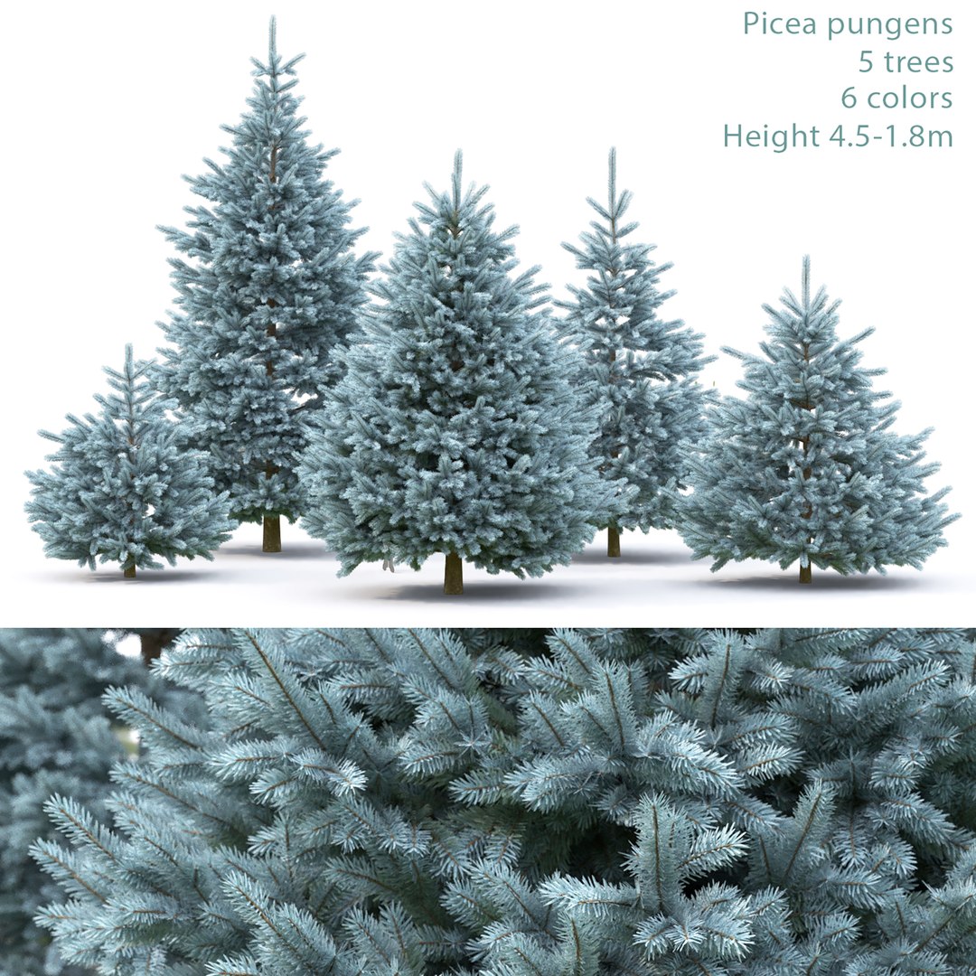3D Model Spruce Trees Pungens - TurboSquid 1694353