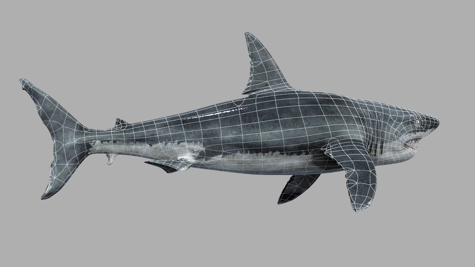 realistic great white shark animation 3d model