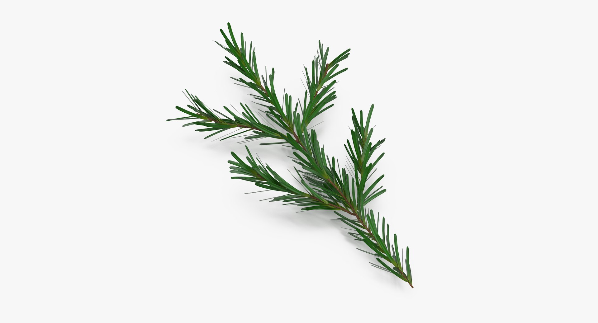 3d pine tree sprigs model