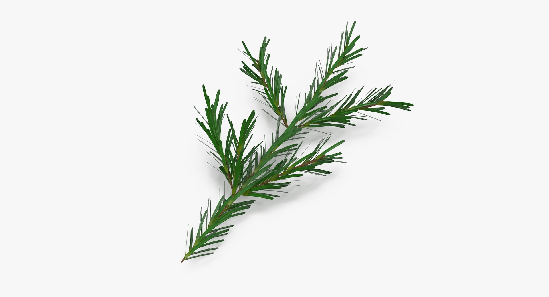 3d pine tree sprigs model