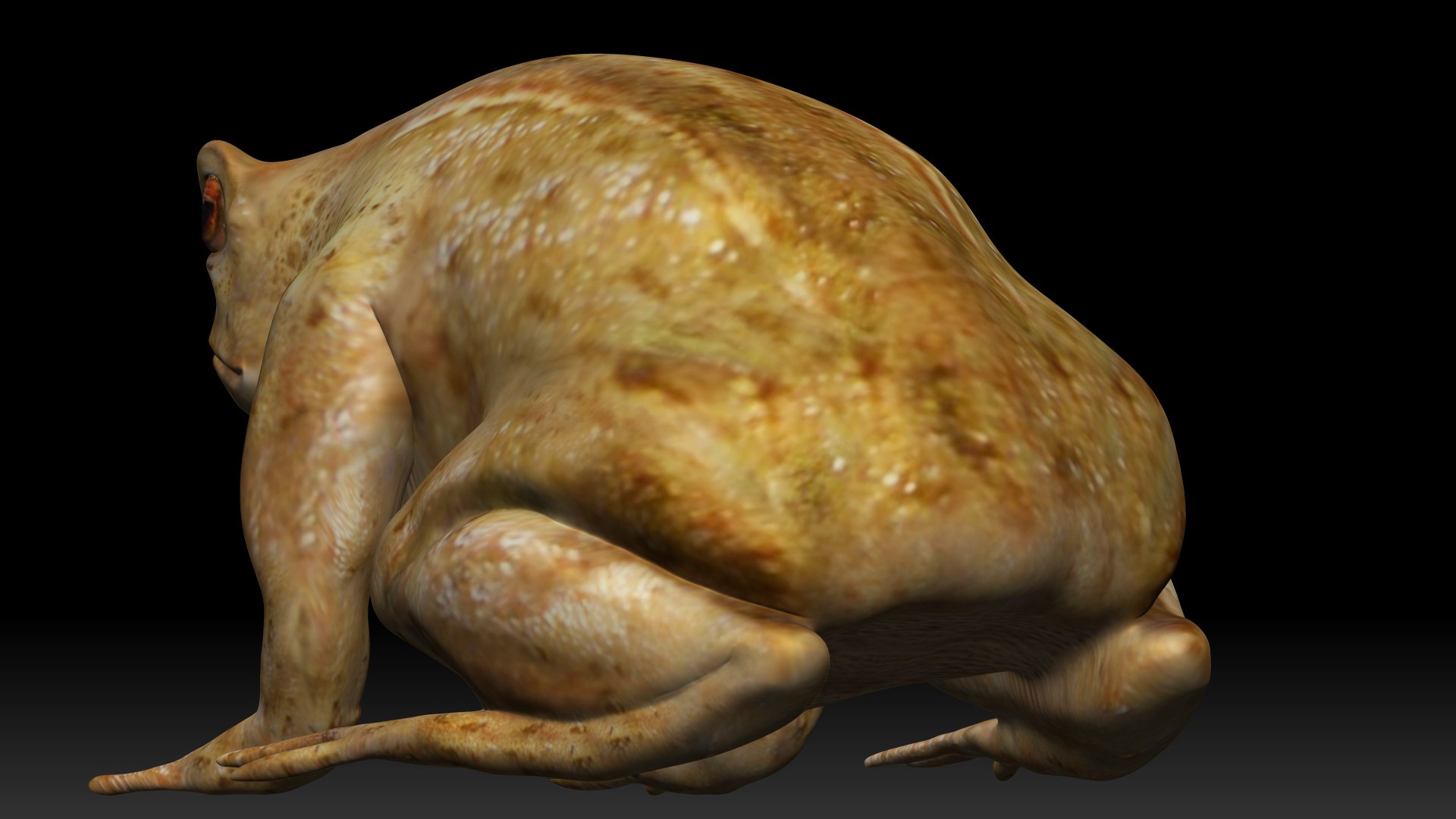 Cane Toad Frog Bullfrog 3D Model - TurboSquid 1733582