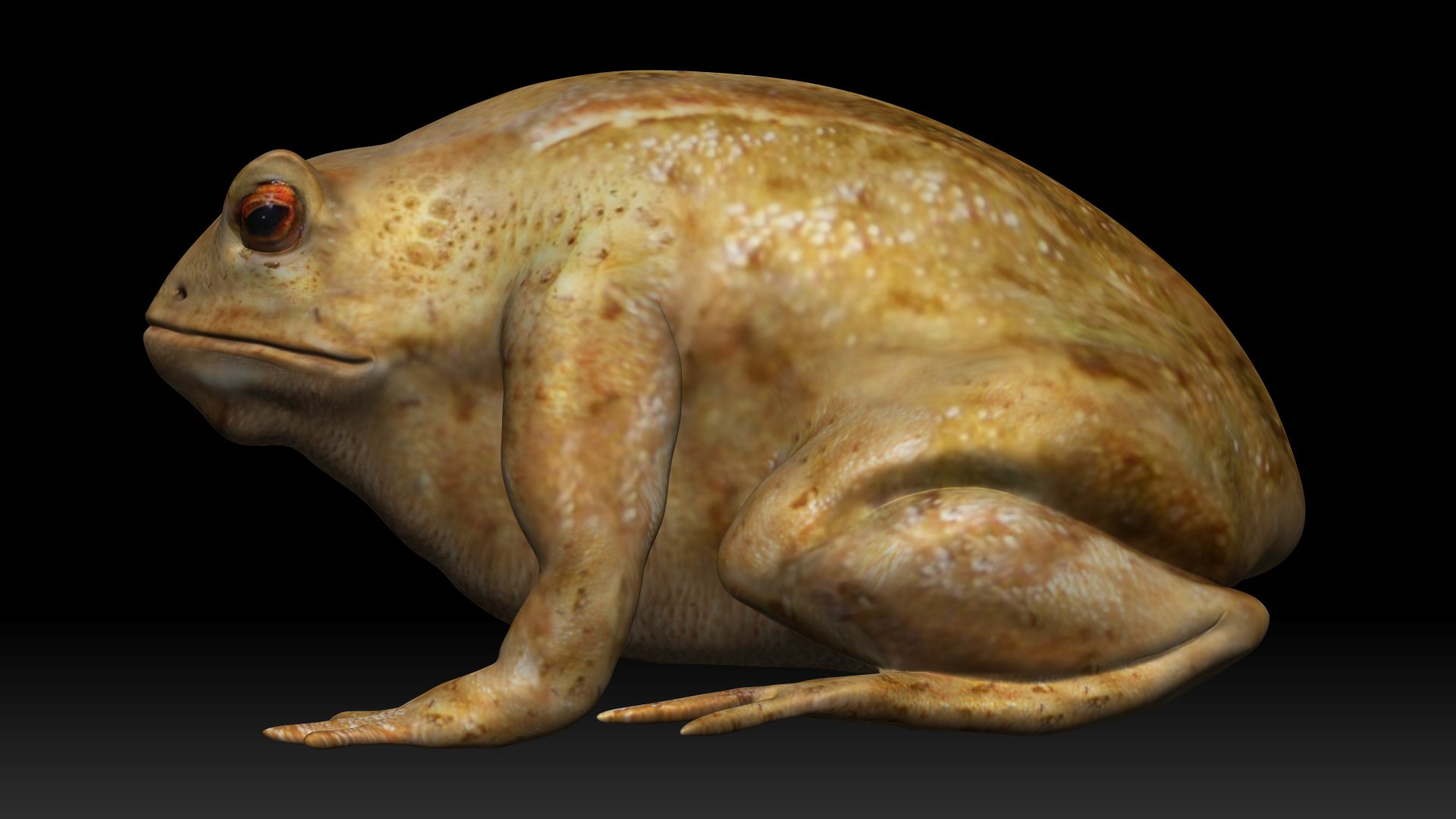 Cane Toad Frog Bullfrog 3D Model - TurboSquid 1733582
