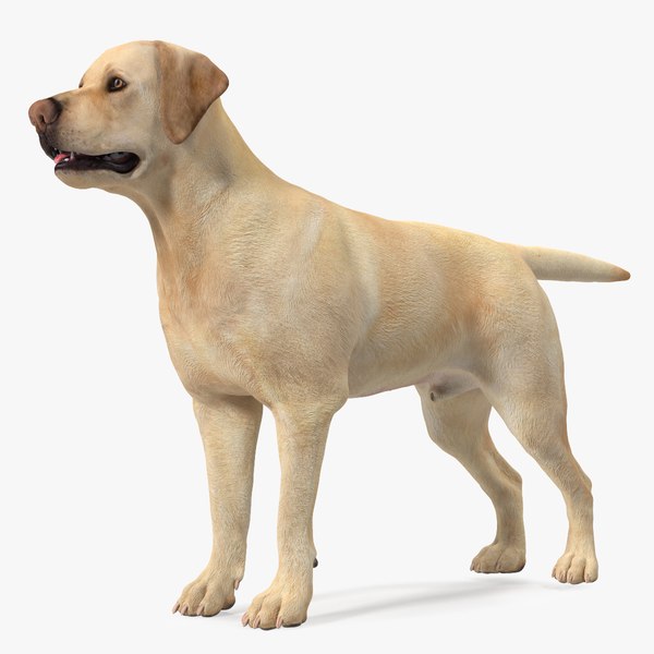 Labrador 3D Models for Download | TurboSquid