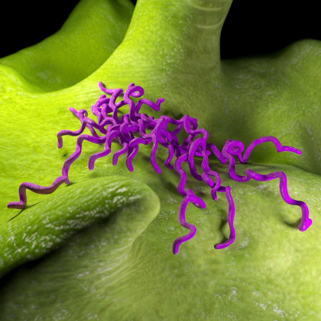 Spirillum Bacteria 3D Model - TurboSquid 1323383