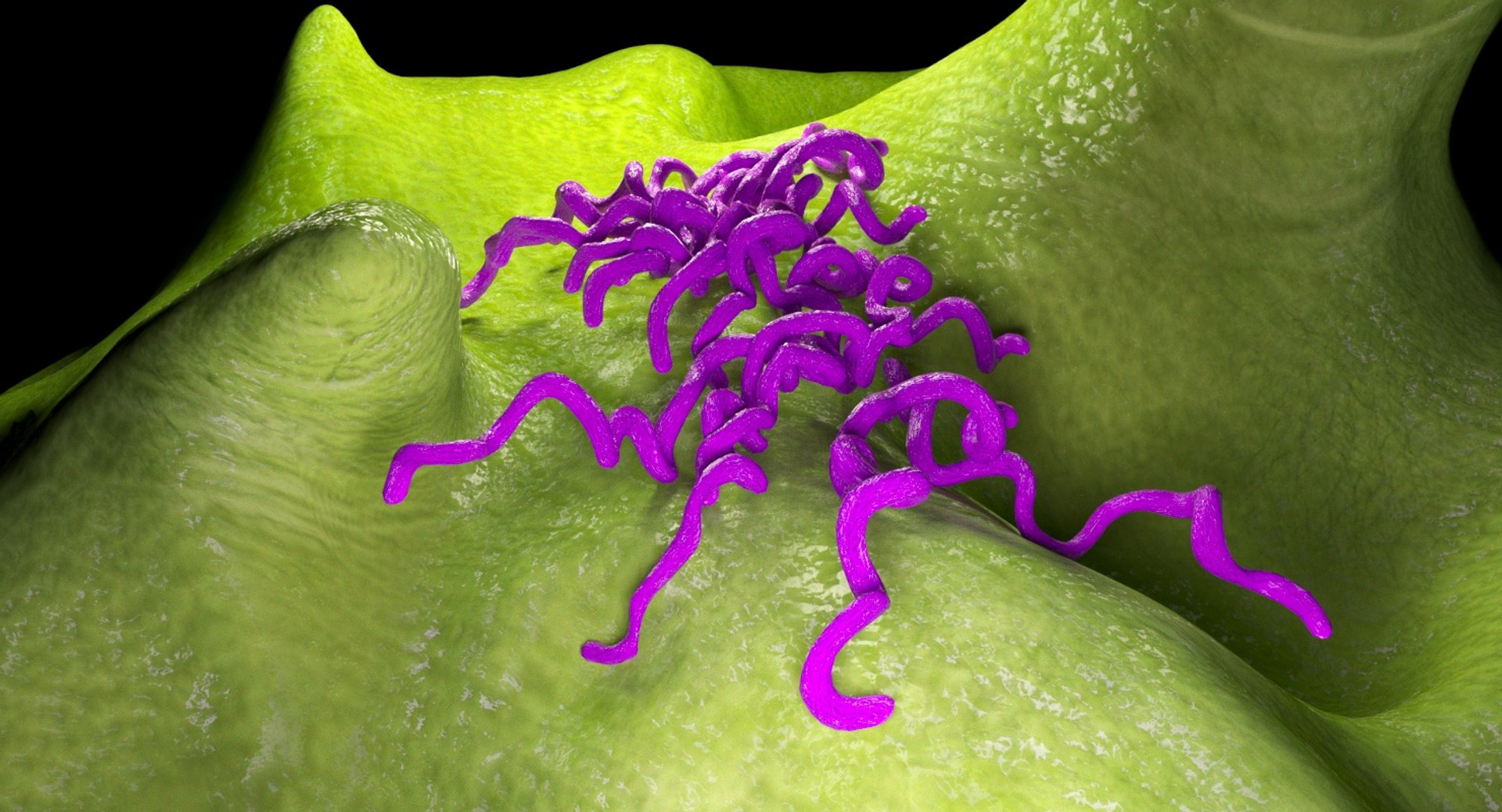 Spirillum Bacteria 3D Model - TurboSquid 1323383