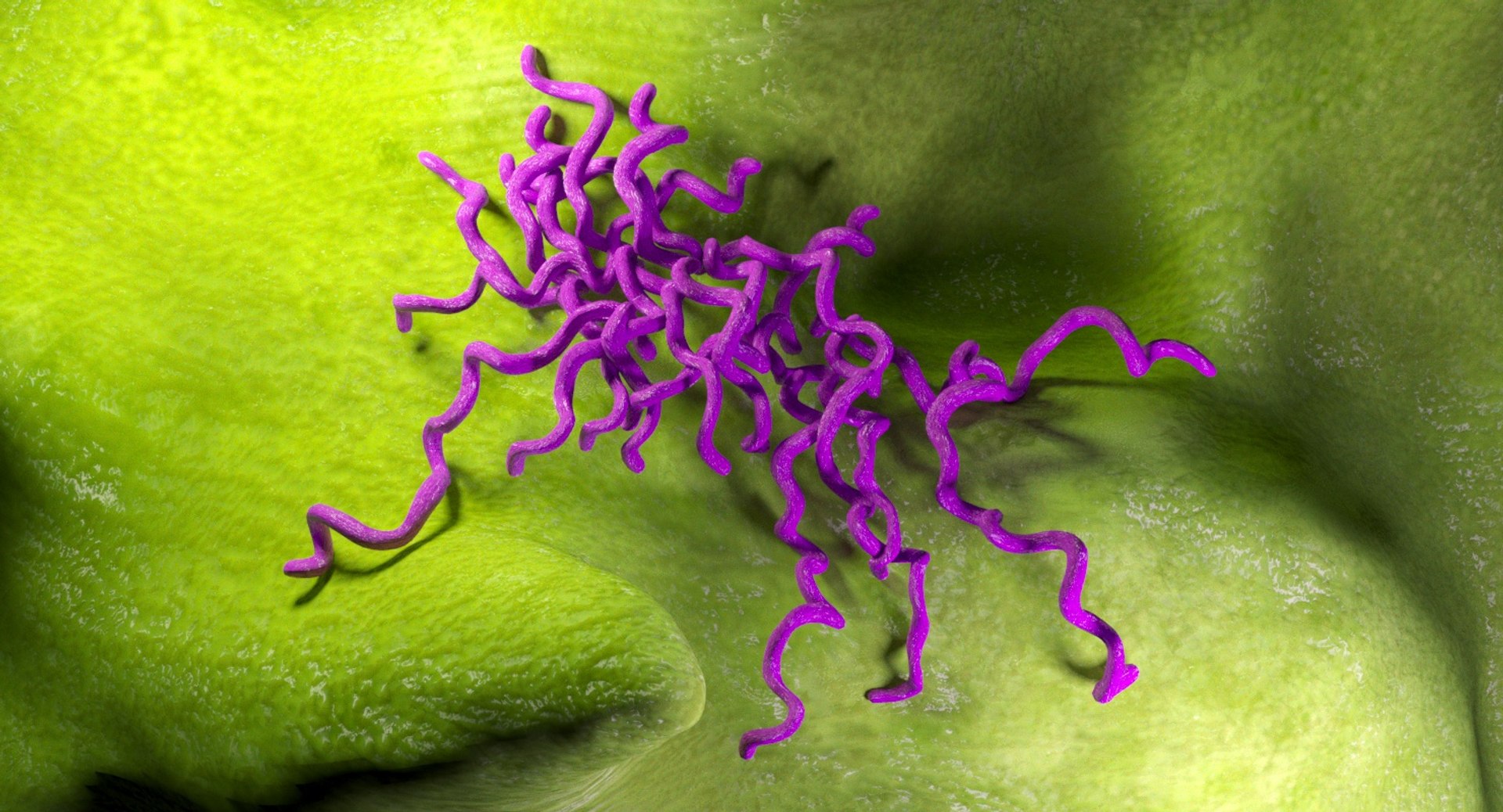 Spirillum Bacteria 3D Model - TurboSquid 1323383