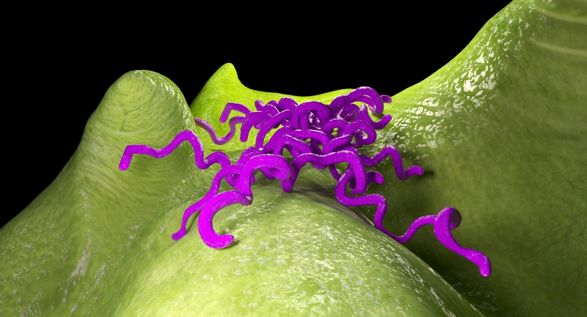 Spirillum Bacteria 3D Model - TurboSquid 1323383