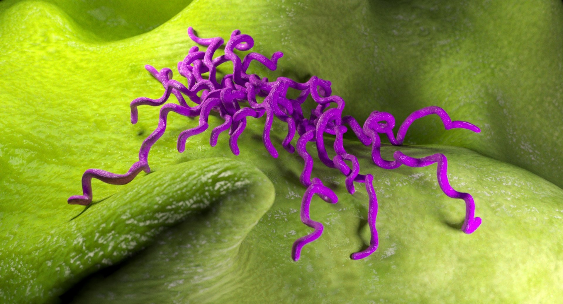 Spirillum Bacteria 3D Model - TurboSquid 1323383