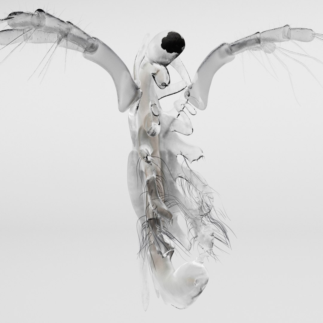 3D Daphnia Rigged - TurboSquid 2045327