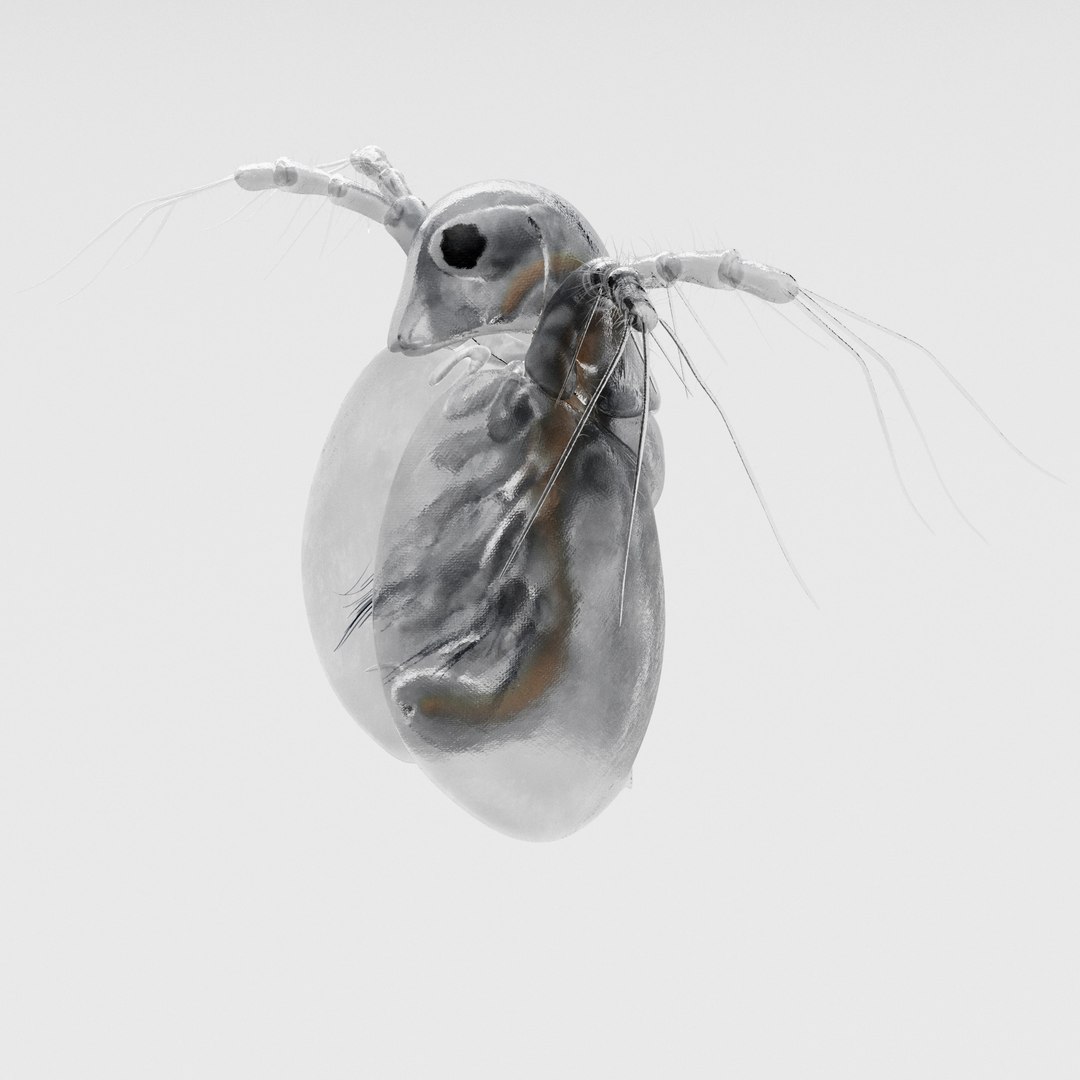 3D Daphnia Rigged - TurboSquid 2045327