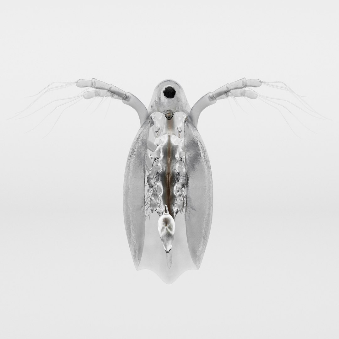 3D Daphnia Rigged - TurboSquid 2045327