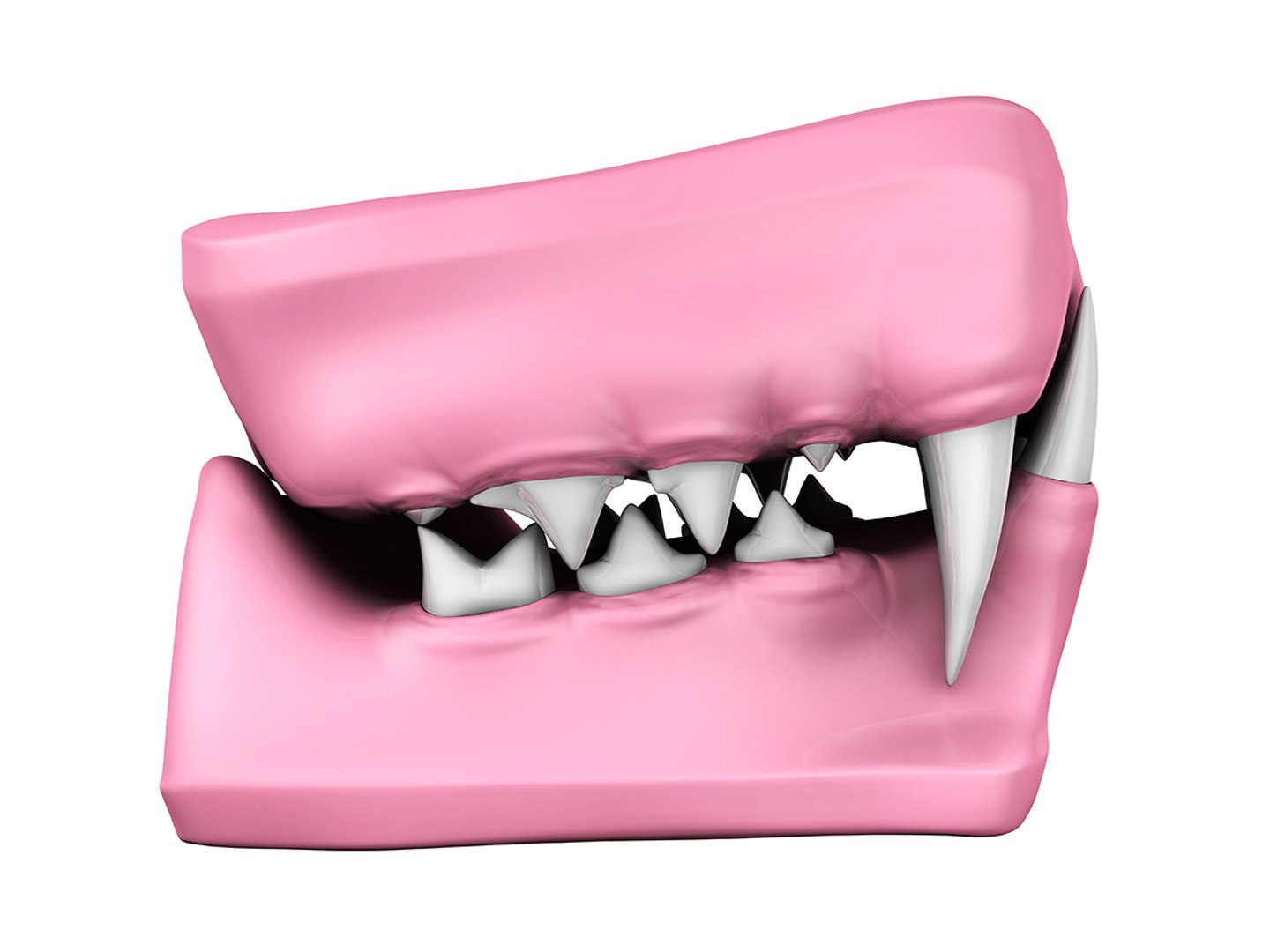 3d cat teeth cast model