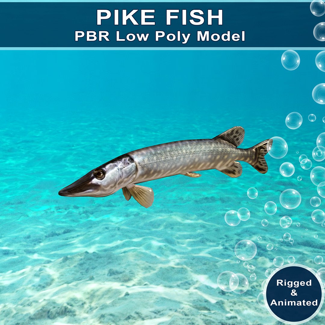 3D low-poly pike fish animations model - TurboSquid 1622390