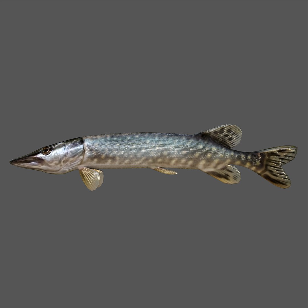 3D low-poly pike fish animations model - TurboSquid 1622390