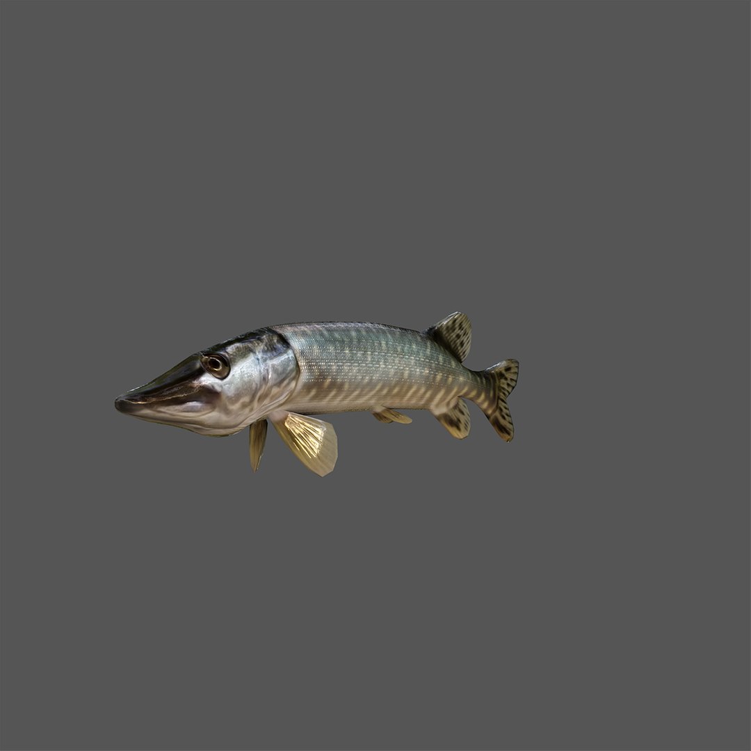 3D low-poly pike fish animations model - TurboSquid 1622390