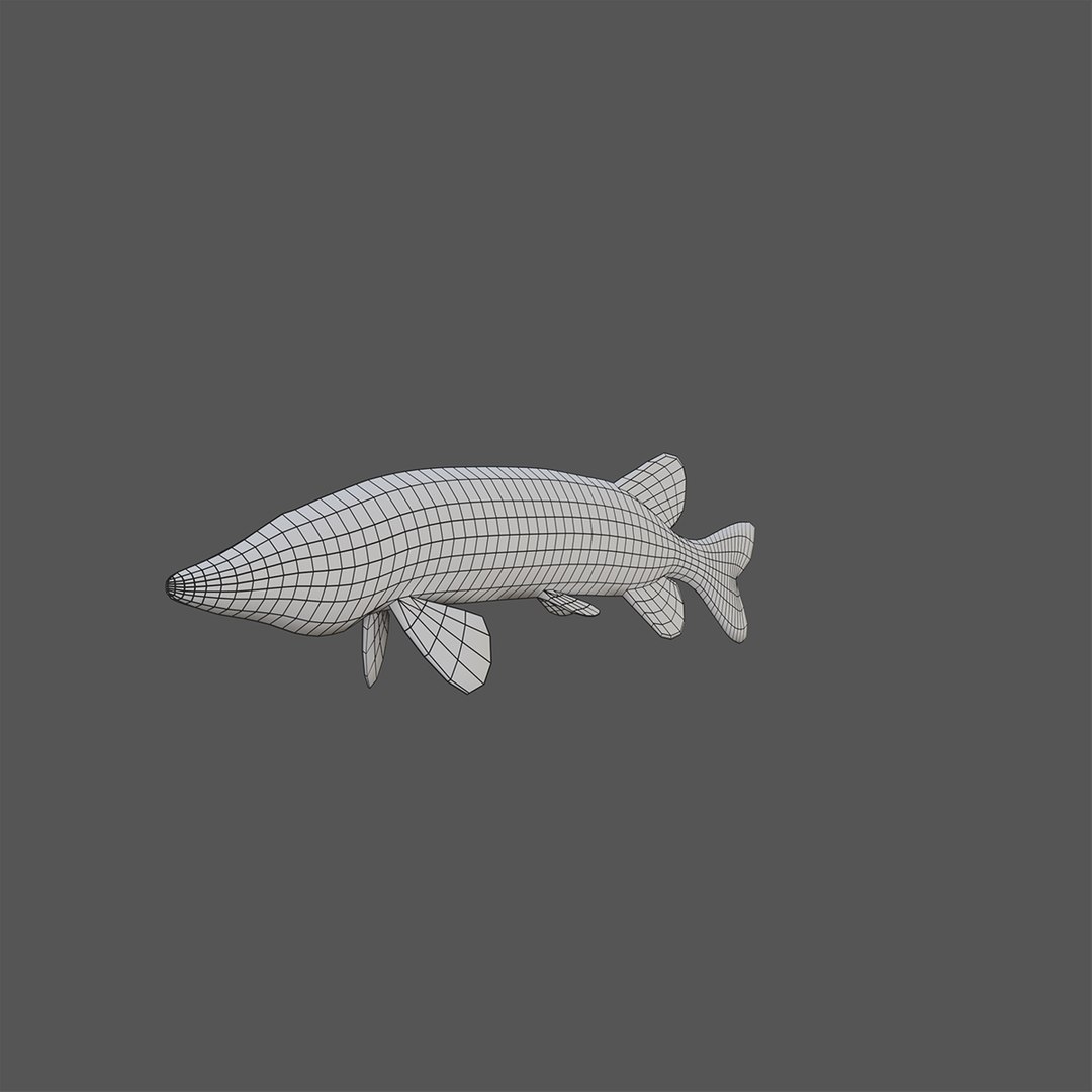 3D low-poly pike fish animations model - TurboSquid 1622390
