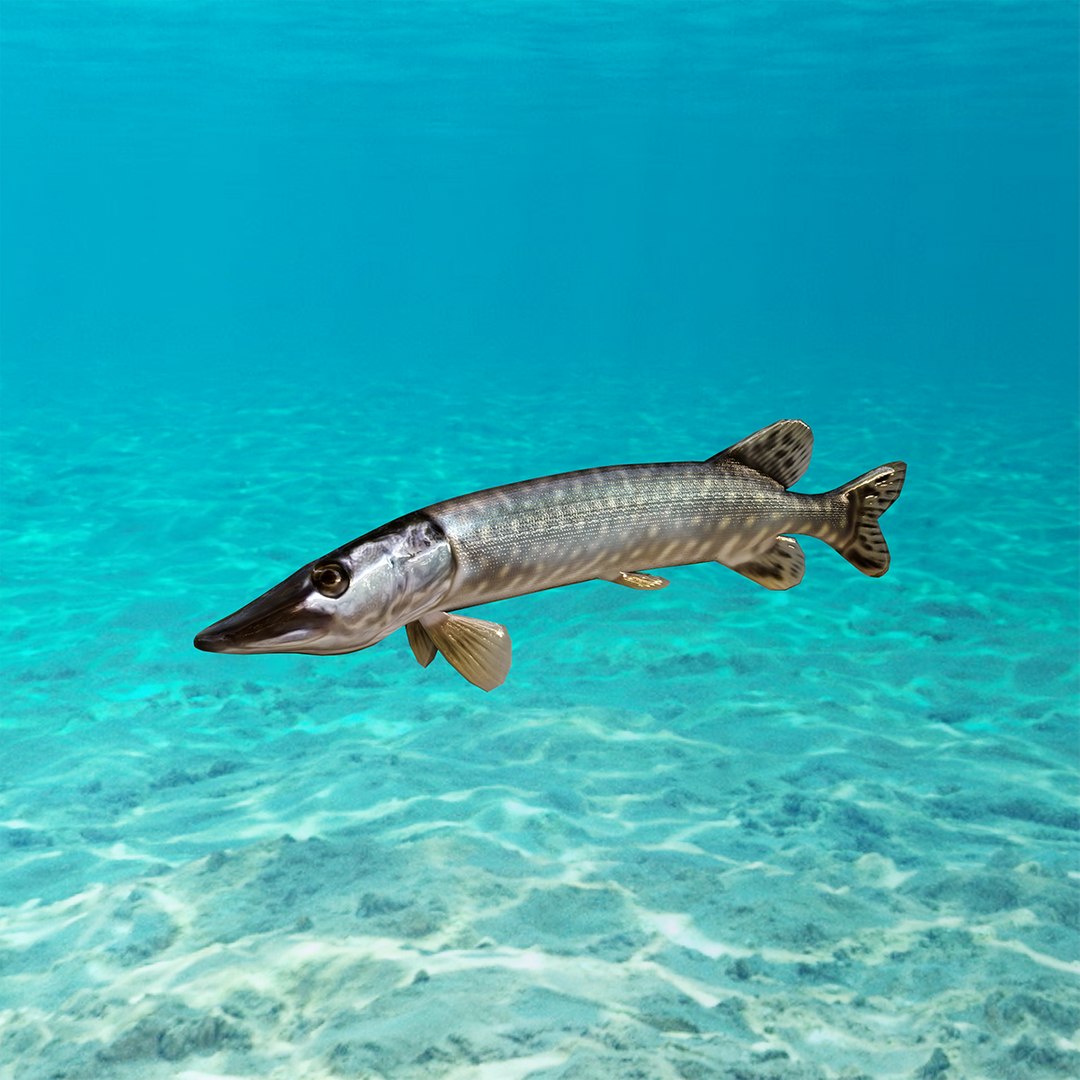 3D low-poly pike fish animations model - TurboSquid 1622390