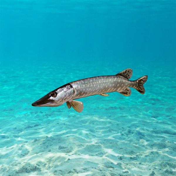 modelo 3d Pescado Lucio Animado - TurboSquid 1622390