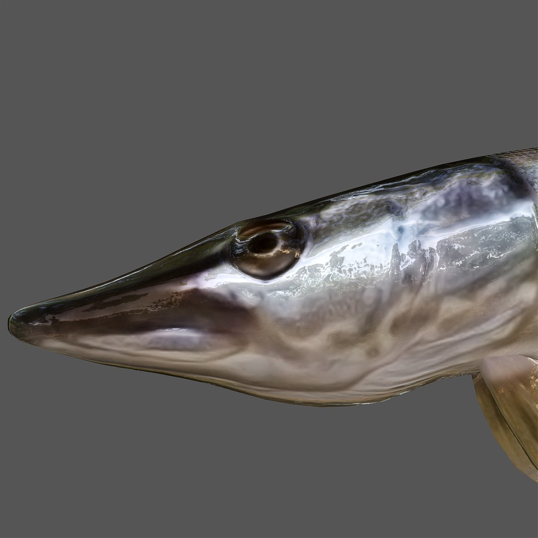 3D low-poly pike fish animations model - TurboSquid 1622390