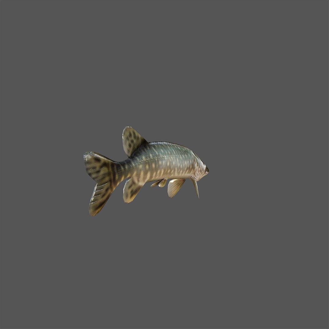 3D low-poly pike fish animations model - TurboSquid 1622390